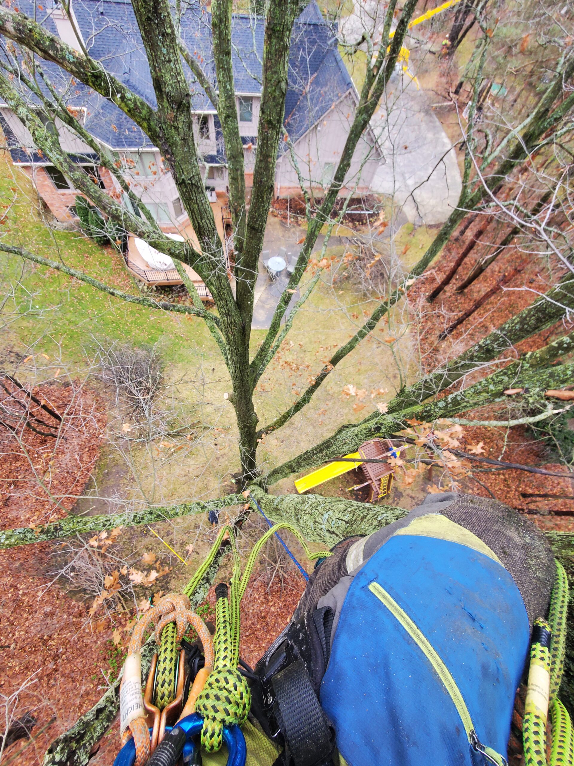 Ascension Tree Care, ISA Qualified Arborists For Milford MI
