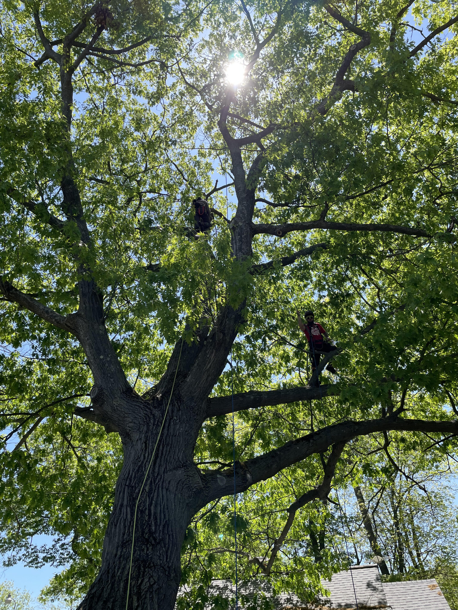 Plant Health Care Services - Milford, MI